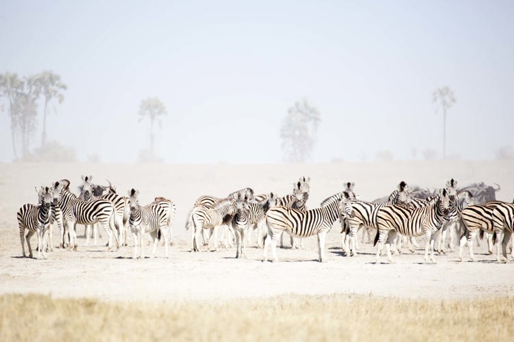 Animal Migration in Africa