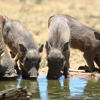 Central Namibia | Namibia Safari Holidays