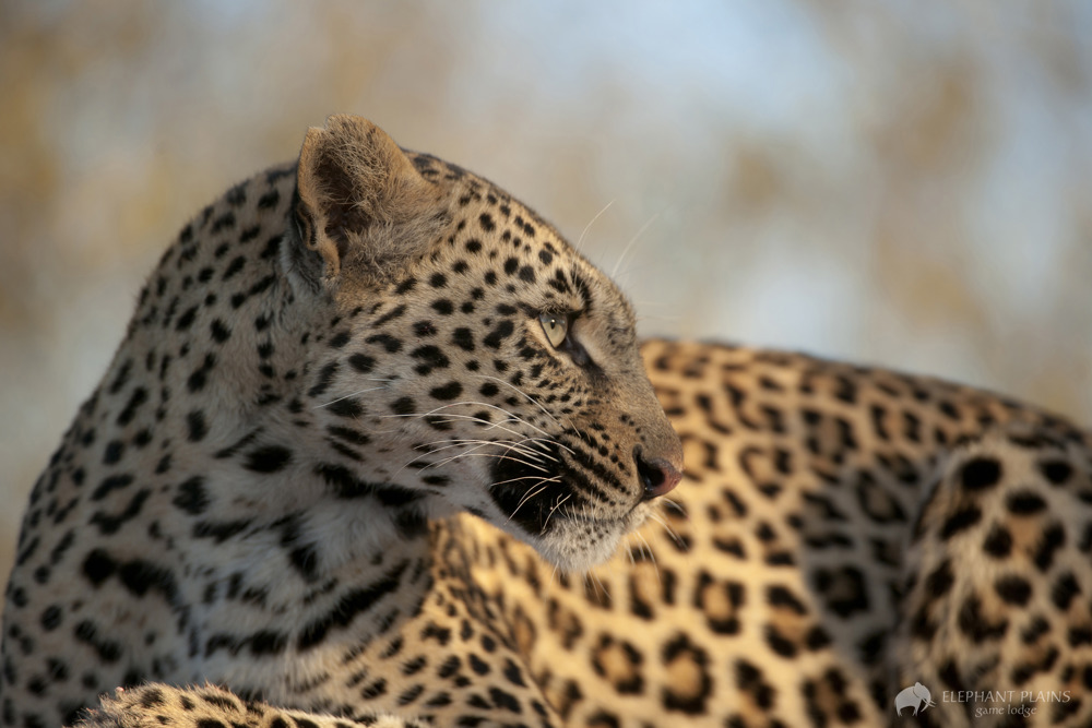 Luangwa National Park's Leopards | Zambia
