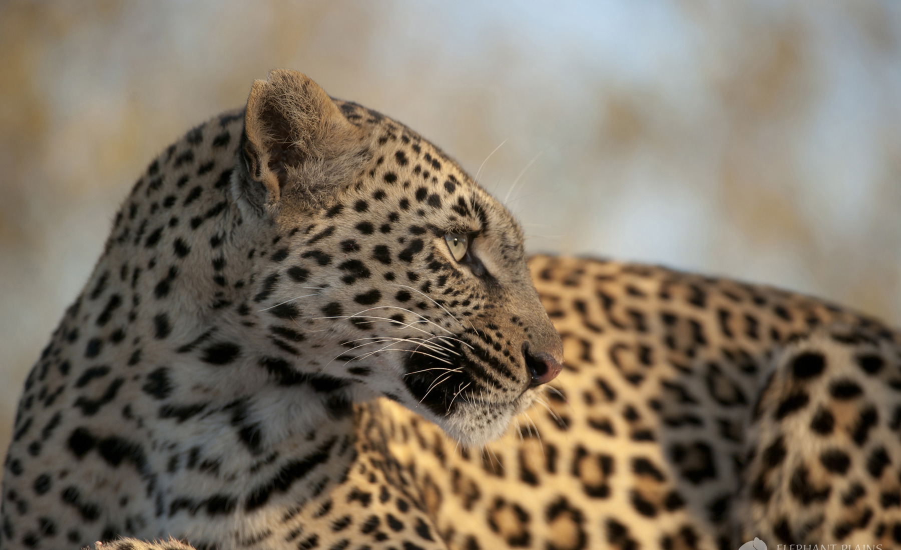 Africa Travel Insurance | What you need to know