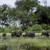 Botswana Safaris | Luxury Botswana Vacations | Yellow Zebra Safaris