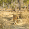 Luxury African Safari Holidays & Tours | Yellow Zebra Safaris