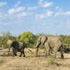 Timbavati Game Nature Safaris | South Africa