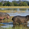 Private Game Reserves Botswana | Yellow Zebra Safaris