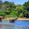 Chobe National Park Safari Holidays | Botswana | Yellow Zebra Safaris
