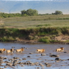 Maasai Mara National Reserve | Kenya Safaris