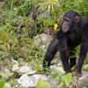 Mahale Mountains Chimpanzee Trekking | Tanzania