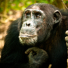 Mahale Mountains Chimpanzee Trekking | Tanzania
