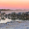 Etosha National Park Safaris | Namibia Holidays | Yellow Zebra Safaris