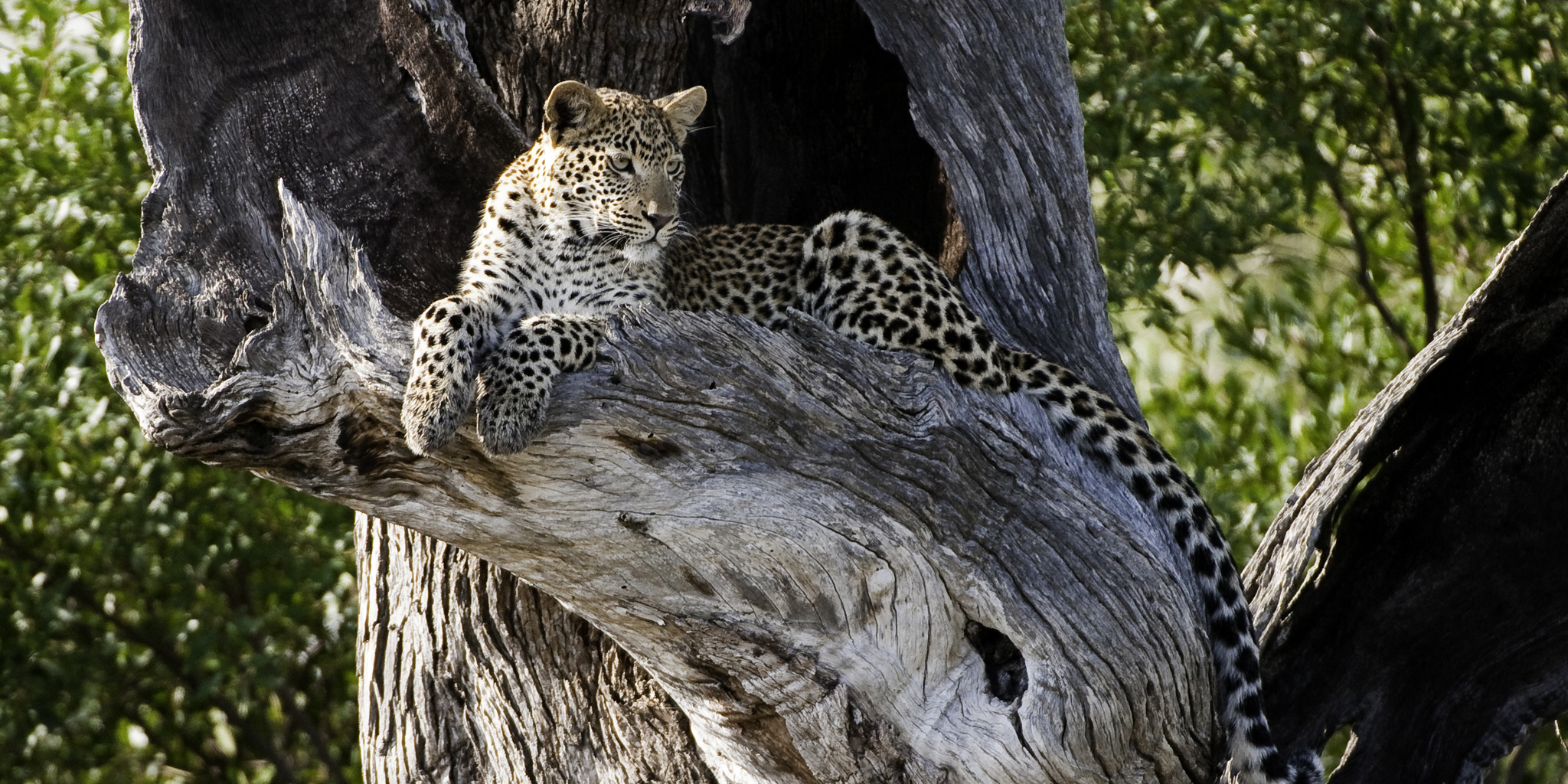 Things to do in Okavango Delta | Botswana