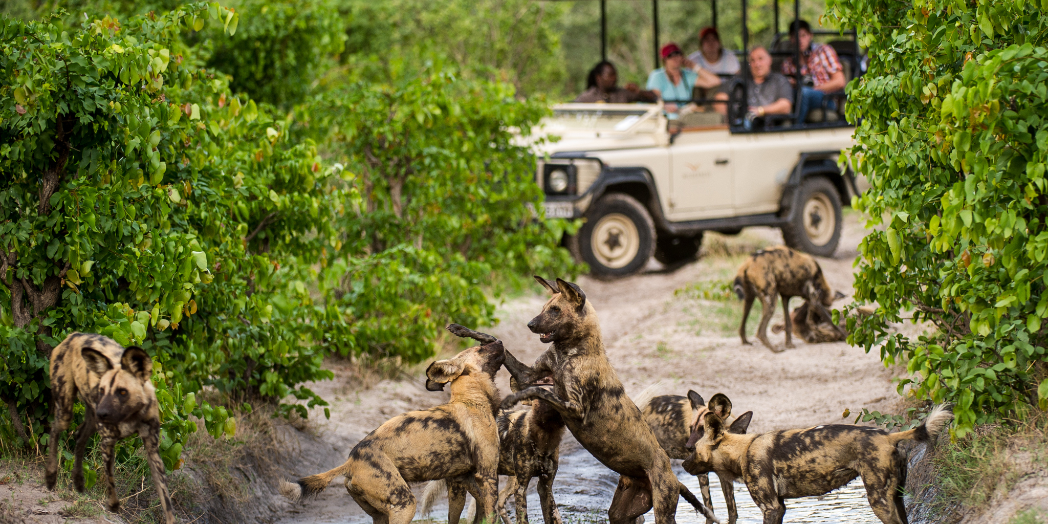 Botswana Vacations & Bespoke Tours | Yellow Zebra Safaris