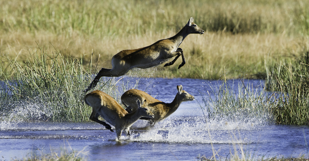 The animals and wildlife in Botswana