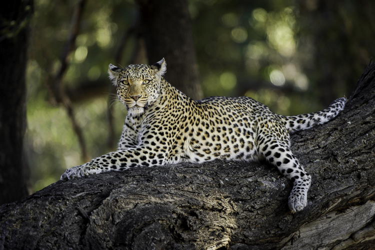 The animals and wildlife in Botswana