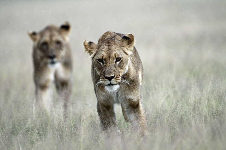 The animals and wildlife in Botswana