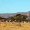 Marakele National Park Safaris | South Africa | Yellow Zebra Safaris