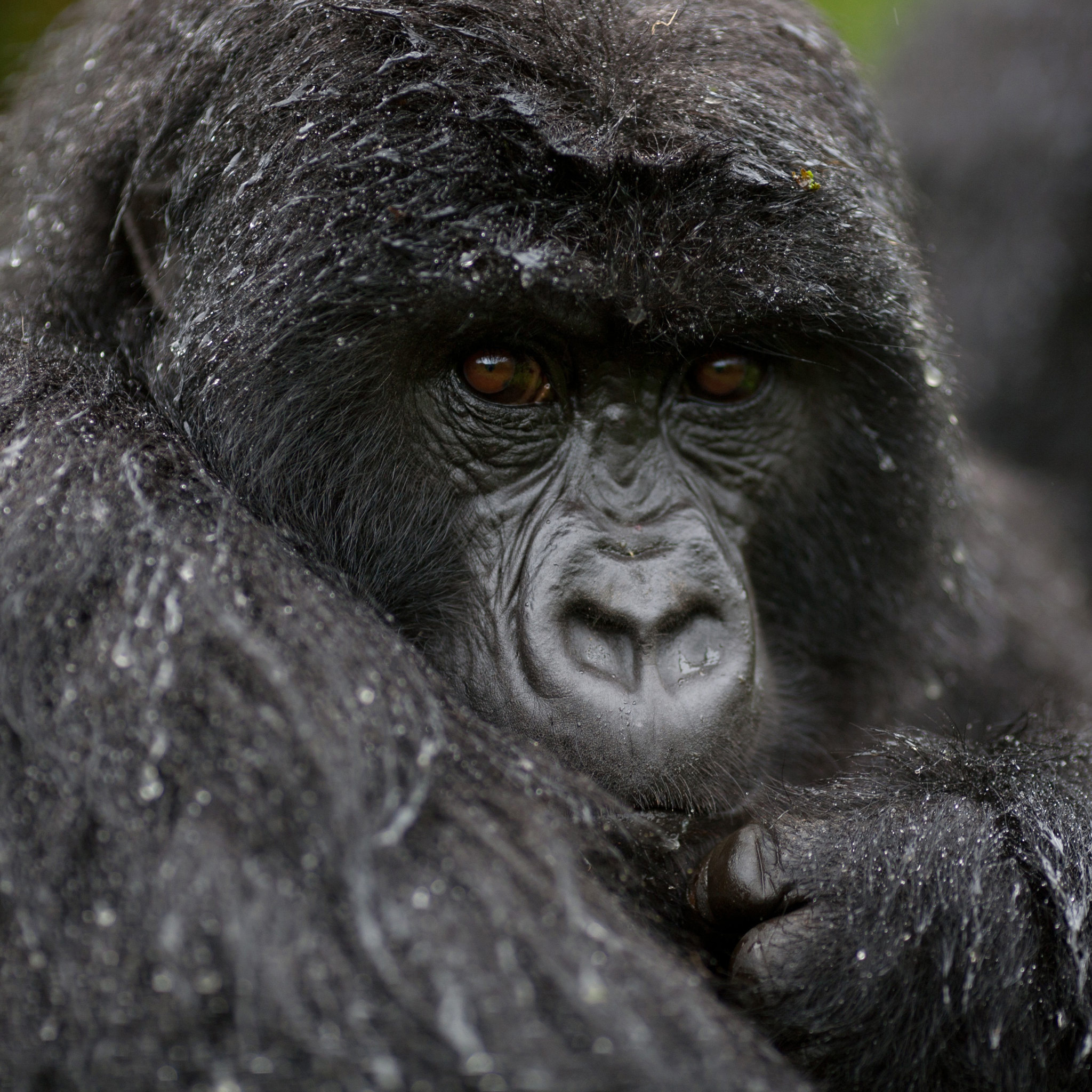 From the source of the Nile to the Mountain Gorillas