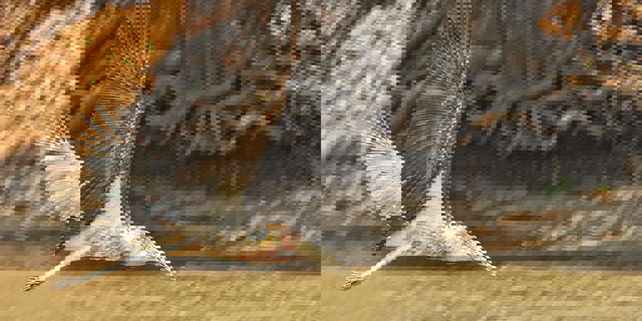 How animals deal with the October heat