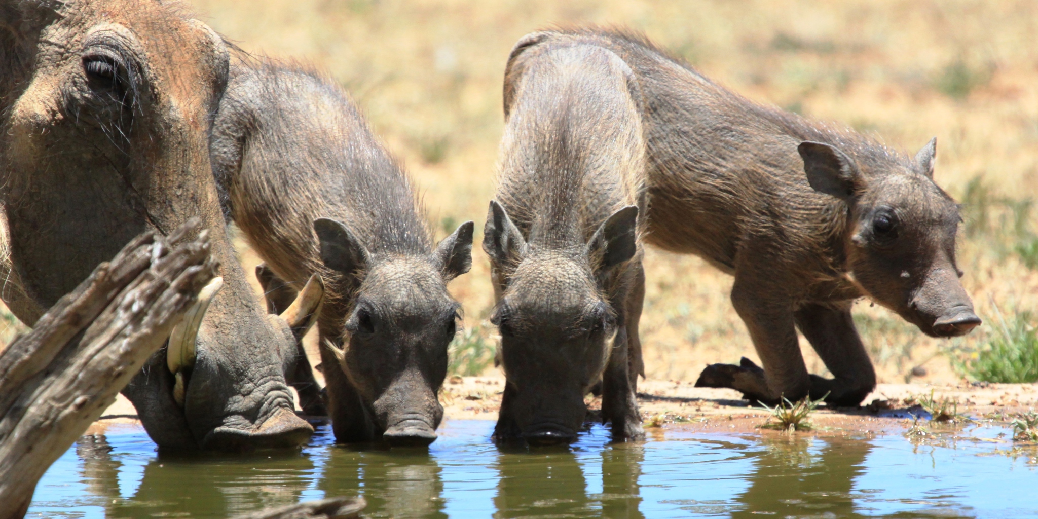 How animals deal with the October heat