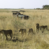 Yellow Zebra Safaris Brochure | Africa Holiday Brochure | Yellow Zebra ...
