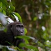 Ngaga Camp | Republic of the Congo Luxury Lodge