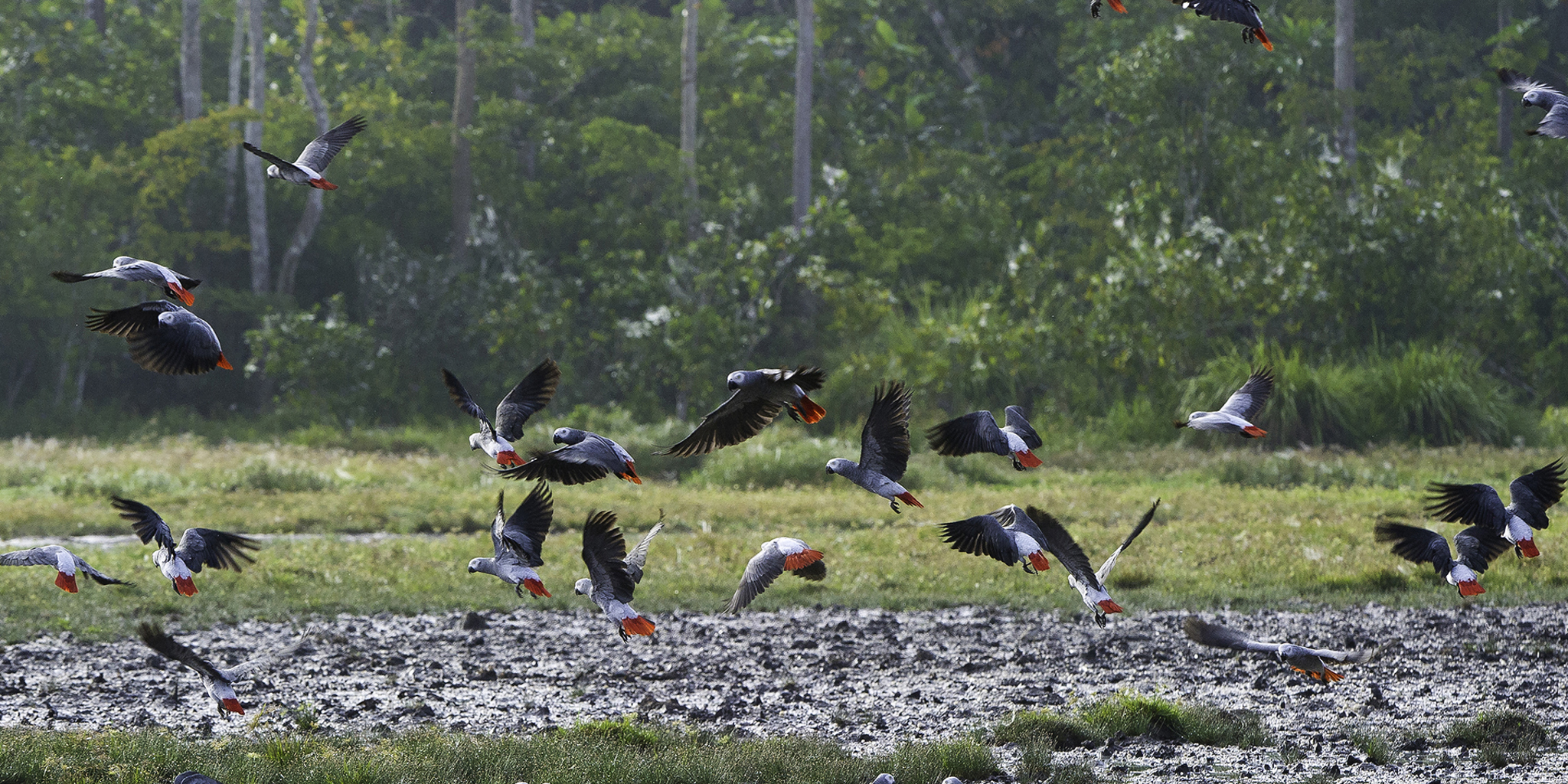 Republic of the Congo Safaris | Safari Holidays