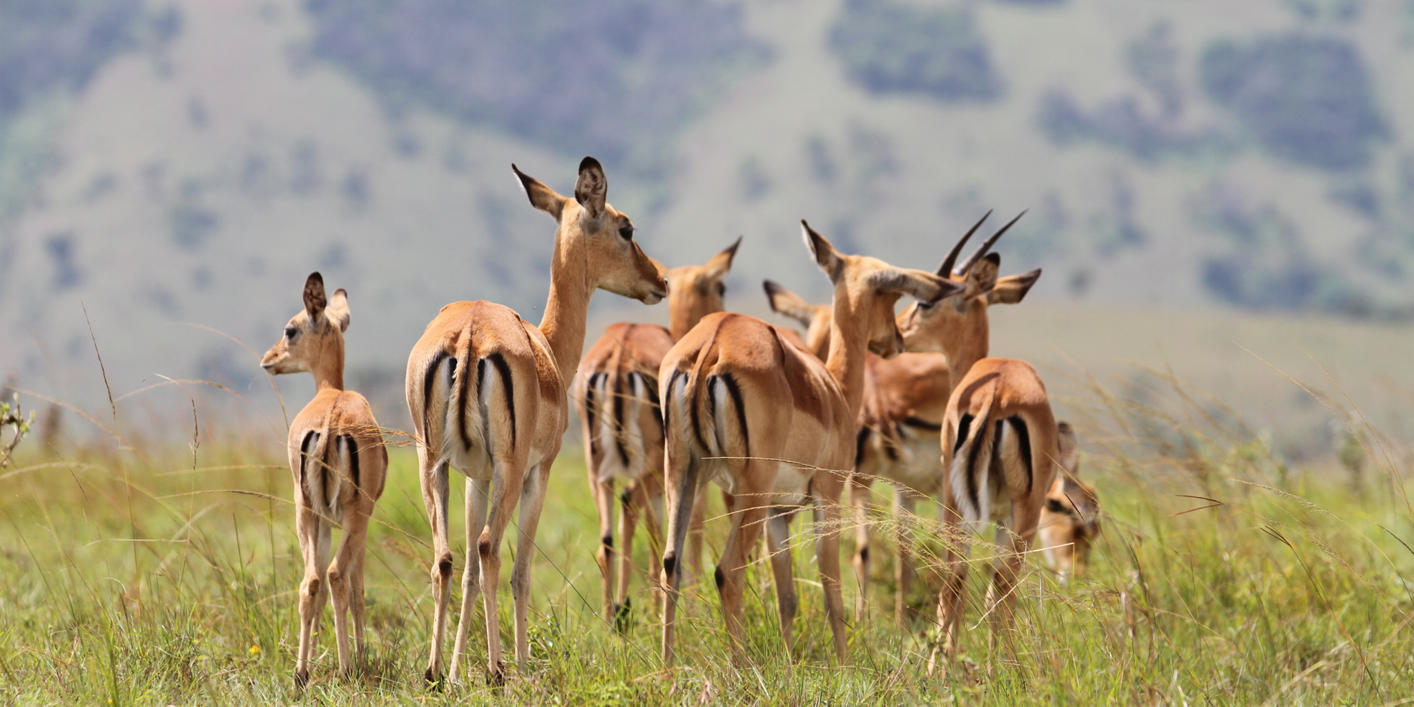 Akagera National Park Safaris | Rwanda Vacation