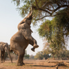 Zimbabwe Safari Vacations | Yellow Zebra Safaris