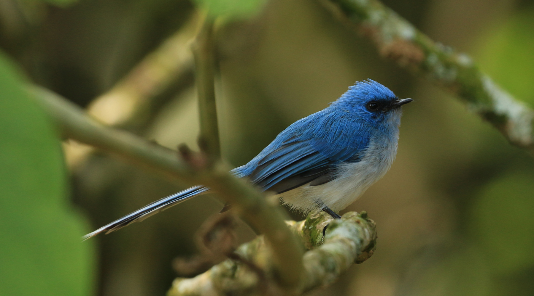 Rwanda Gorilla Safari Vacations | Yellow Zebra Safaris