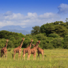 Meru Wilderness Camp | Meru National Park
