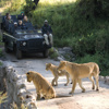 Lion Sands Tinga Lodge | South Africa Safaris