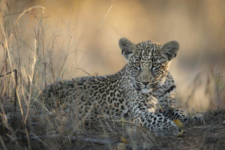 Where to go in Africa to see leopards, Big 5