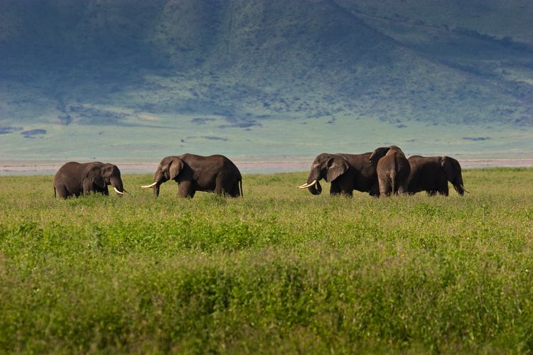 The best places to see elephants in Africa