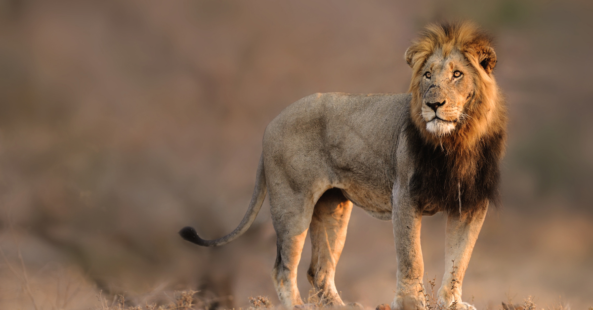 Wildlife Animals South Africa Top 15 Animals Of South Africa And Where