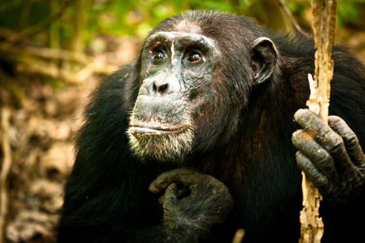 Beyond the Big Five | Animals in Tanzania