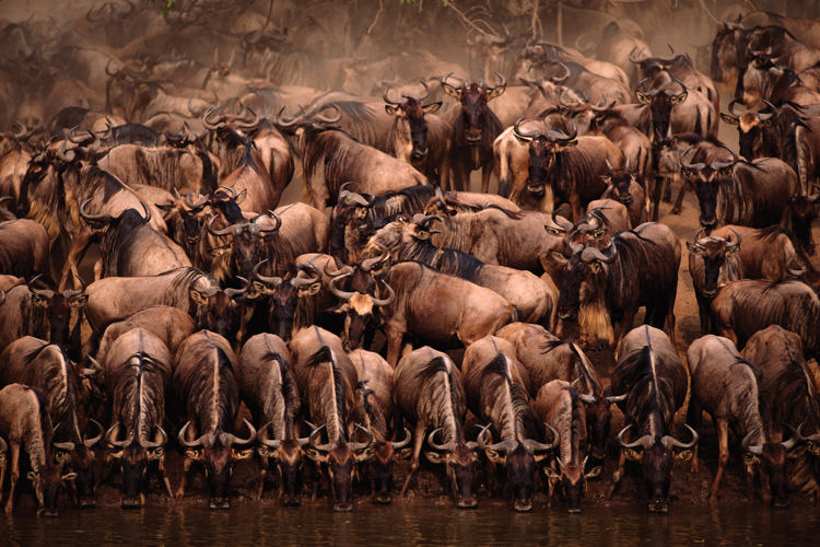 Beyond the Big Five | Animals in Tanzania