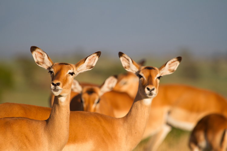 Tanzania Animals Colori Exploring The Majestic Lions Of Tanzania