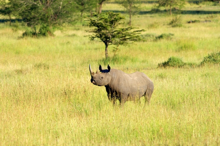 Beyond the Big Five | Tanzania's Wildlife