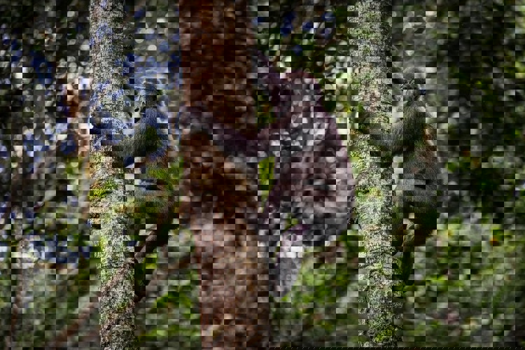 Best Gorilla Safaris in Africa