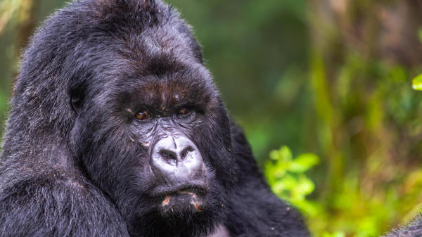 Rwanda guides and blogs