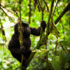Gorilla Trekking in Uganda | Yellow Zebra Safaris