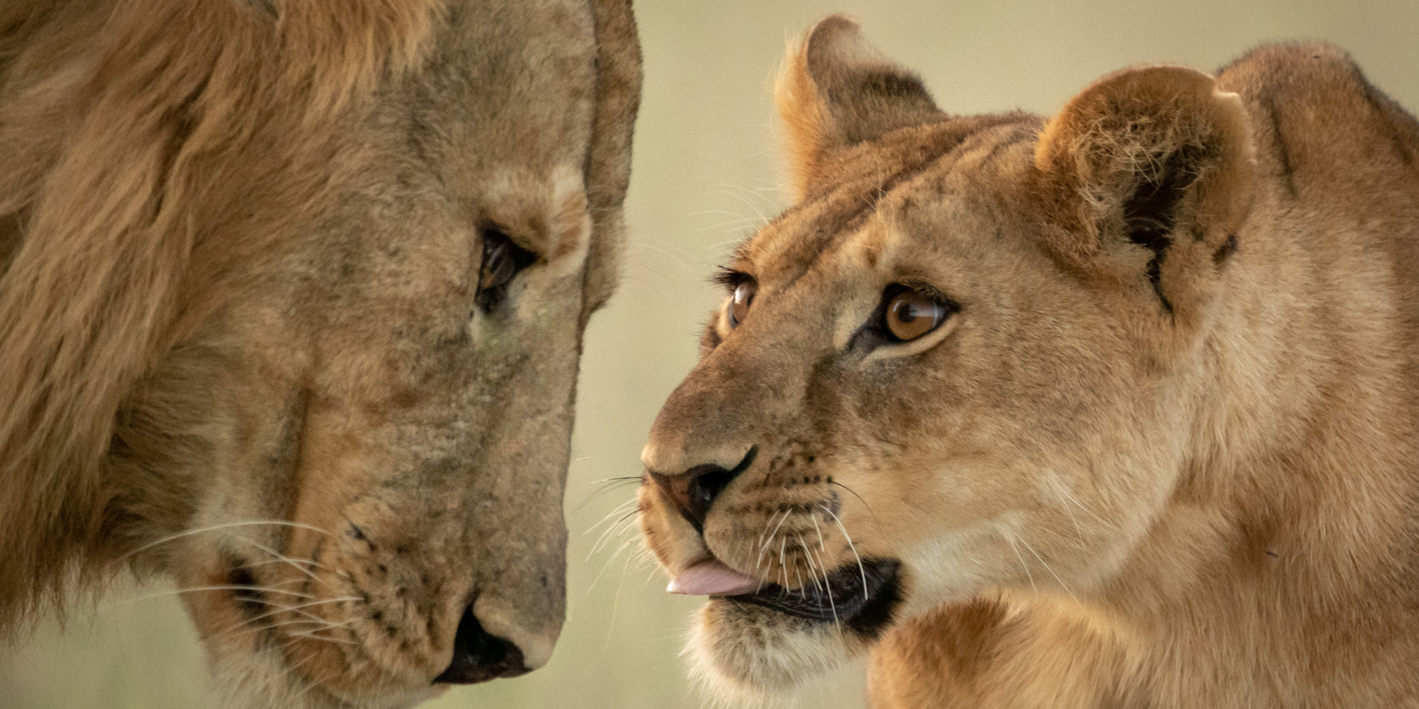 Luxury Tanzania & Kenya Safari Tours | Yellow Zebra Safaris