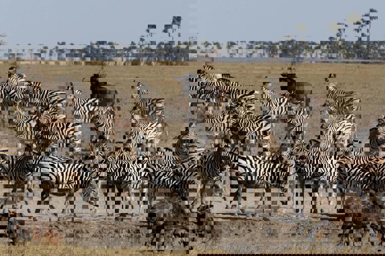 Animal Migration in Africa