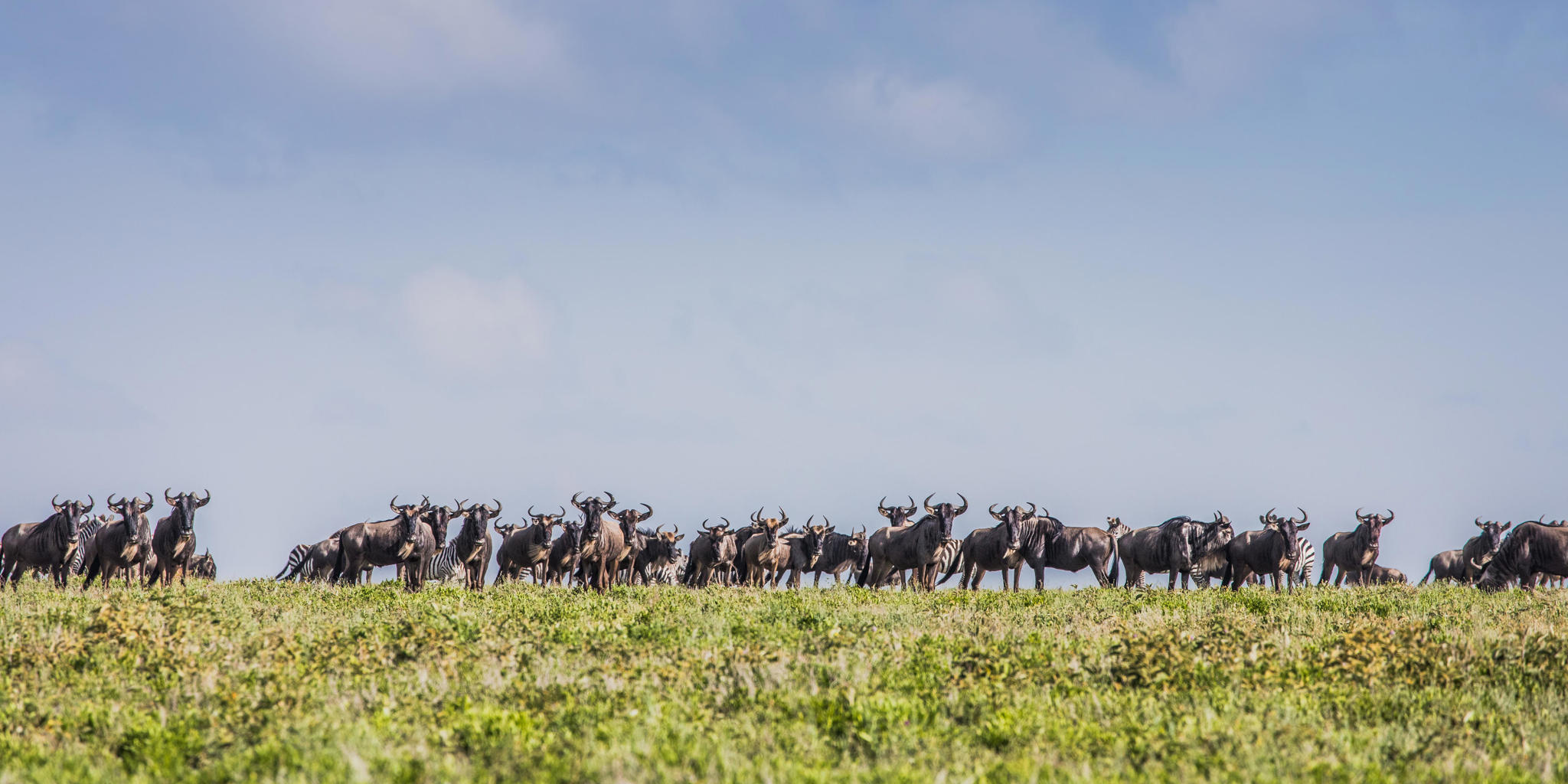 Nyasi Migrational Camp | Serengeti lodge