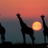 Safari Inspiration | Yellow Zebra Safaris