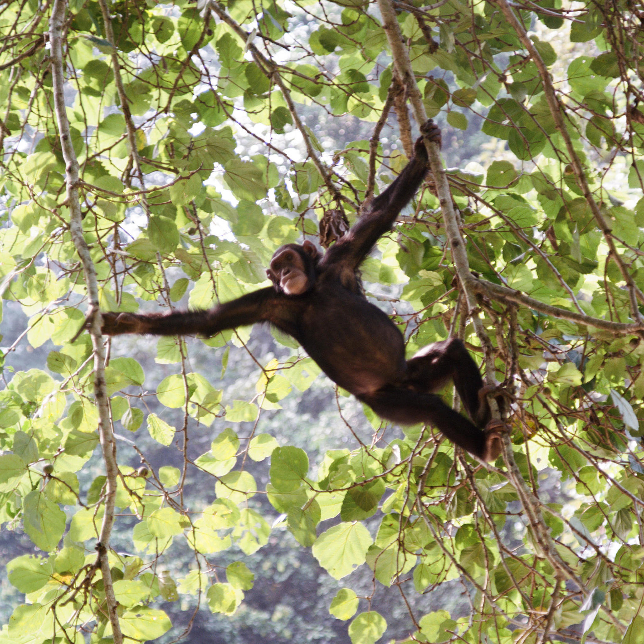 Uganda's great apes