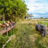Luxury Safari Lodges & Camps in Botswana | Yellow Zebra Safaris