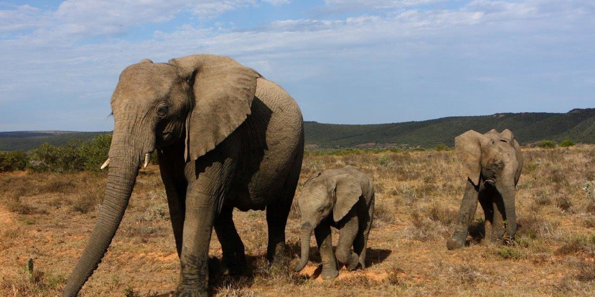 Bayethe Lodge | Lodges in Shamwari South Africa