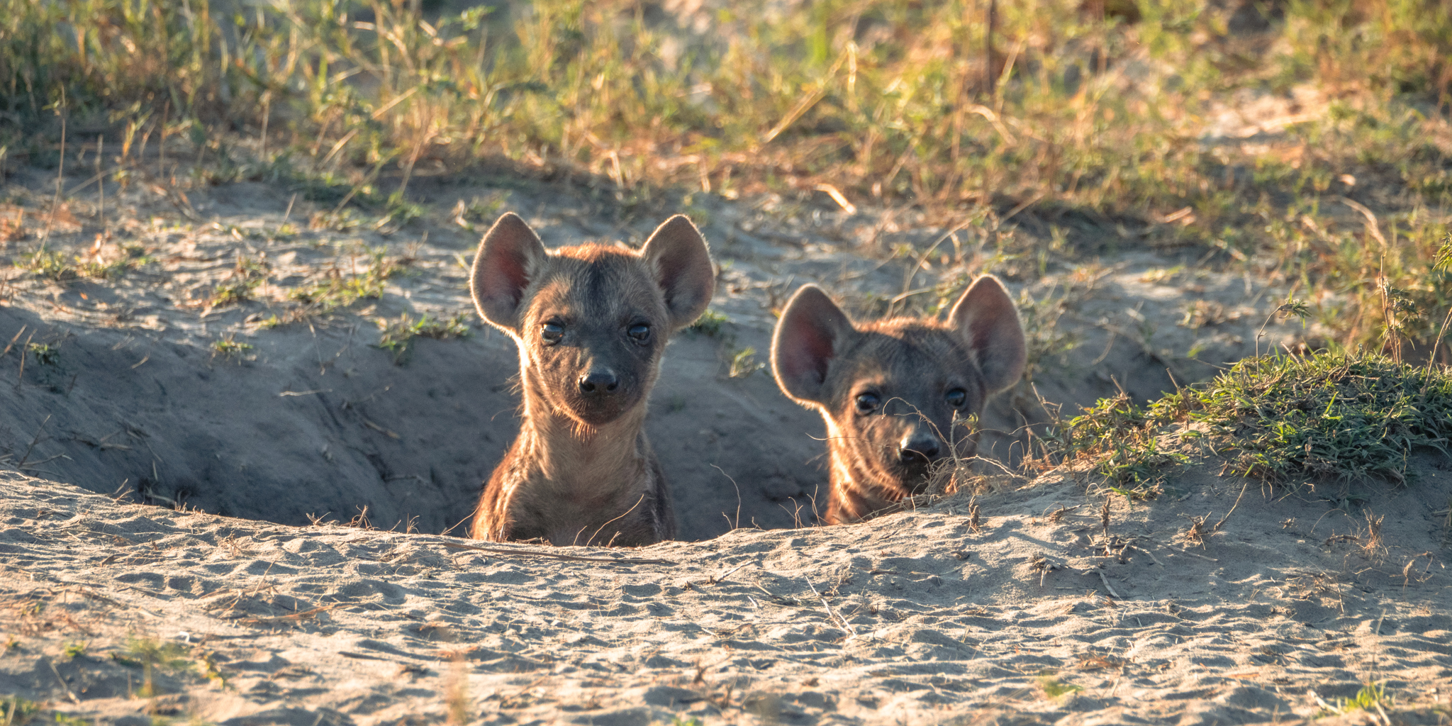 Wilderness Little Mombo | Botswana Luxury Lodges