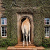 Giraffe Manor | Giraffe Hotel in Nairobi, Kenya
