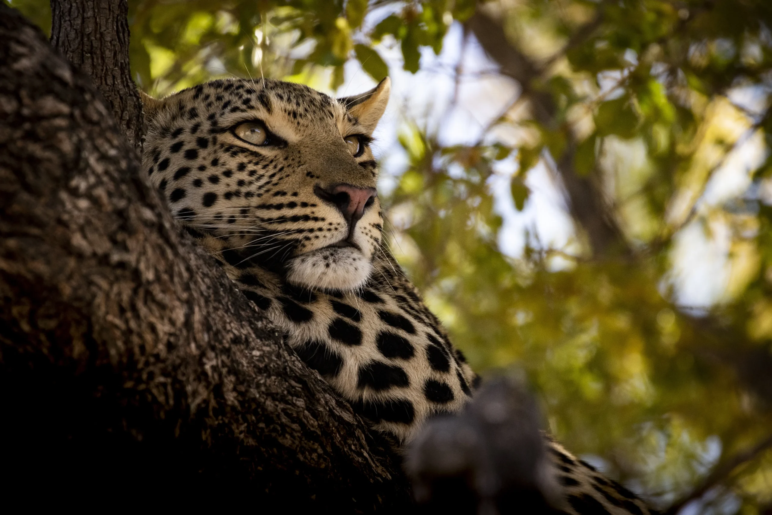 A Safari Exploration | Yellow Zebra Safaris